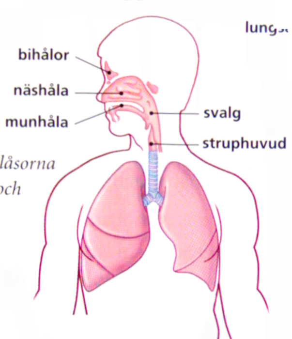 Ordlista Kroppen (andning, blodsystemet) :: Naemi-mormoskolan